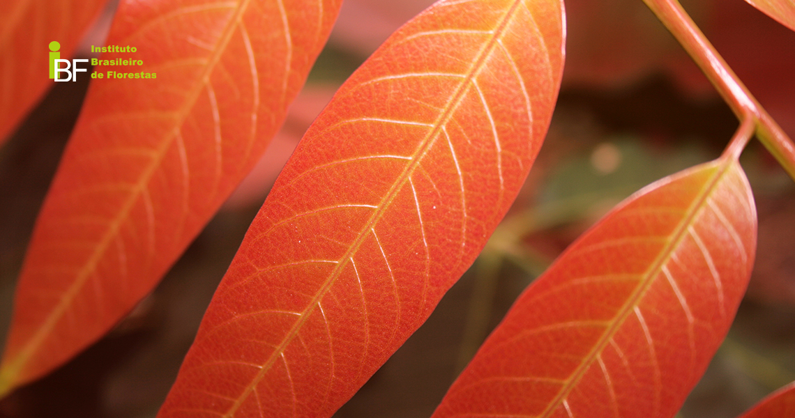 Características do Mogno Africano - Florestas de Mogno com o IBF